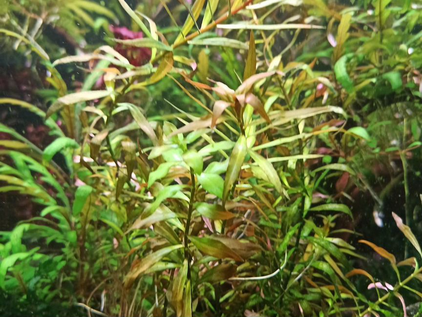 Людвигия ползучая