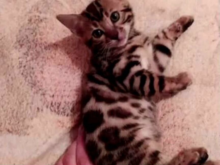 Яркие котята бенгальские
