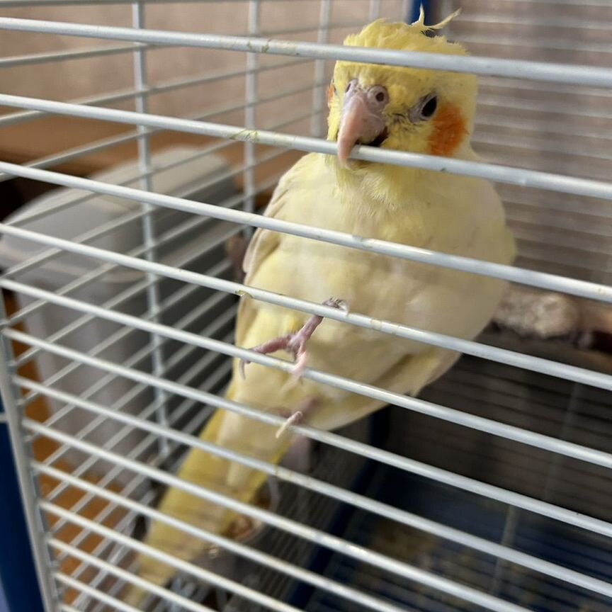 Попугай корелла