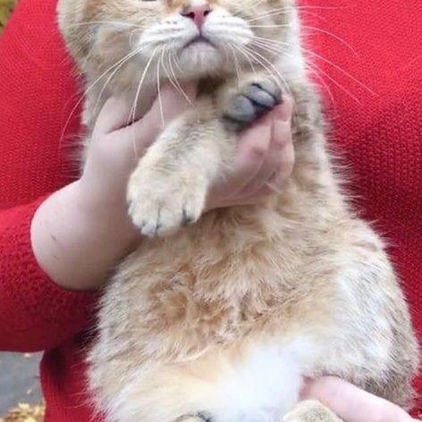 Британские коты