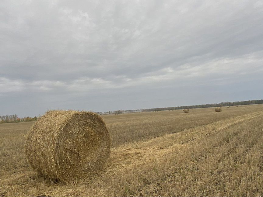 Солома ячменная в тюках