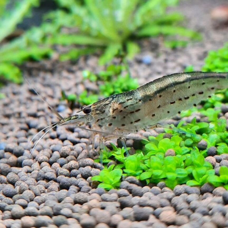 Креветки амано