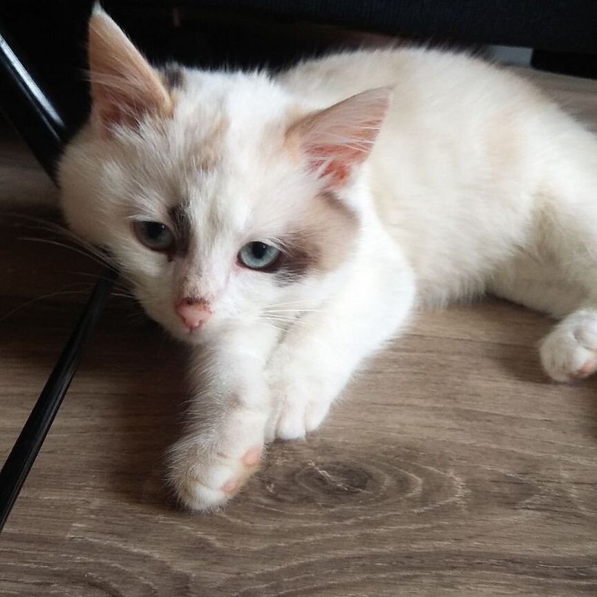 Котенок белый