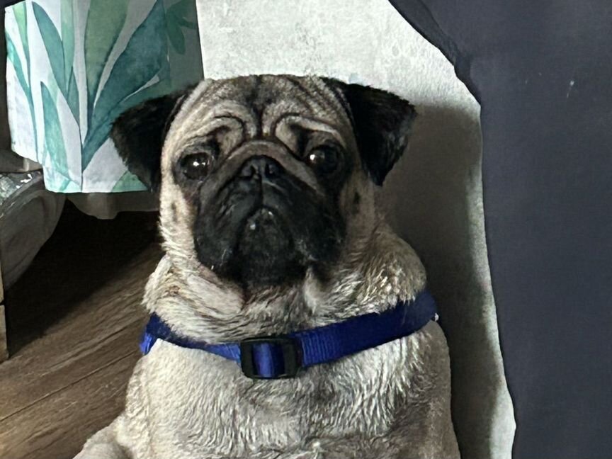 Мопс