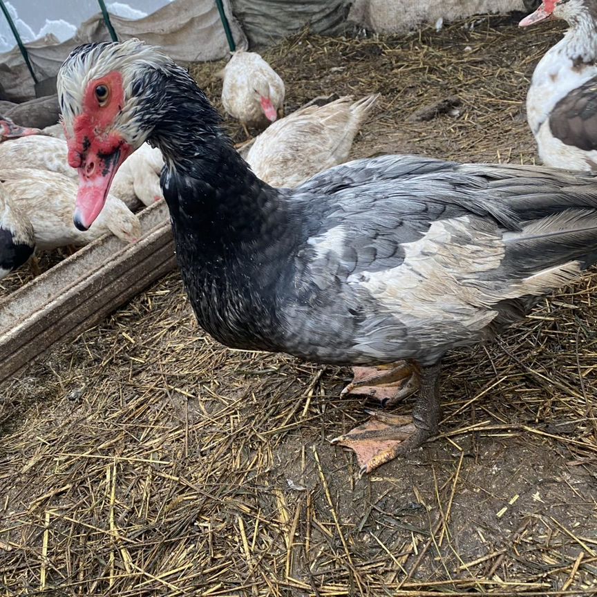 Селезень индоутки