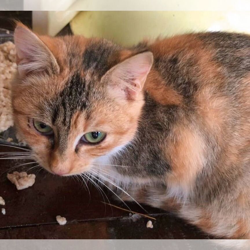 Котята замерзают