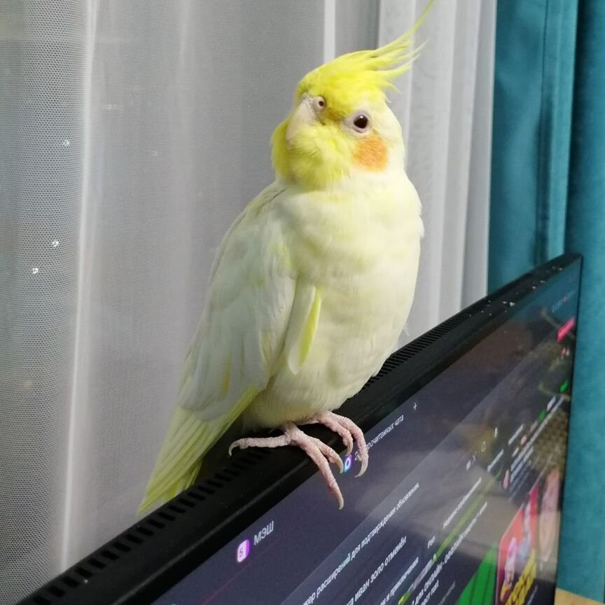 Попугай корелла