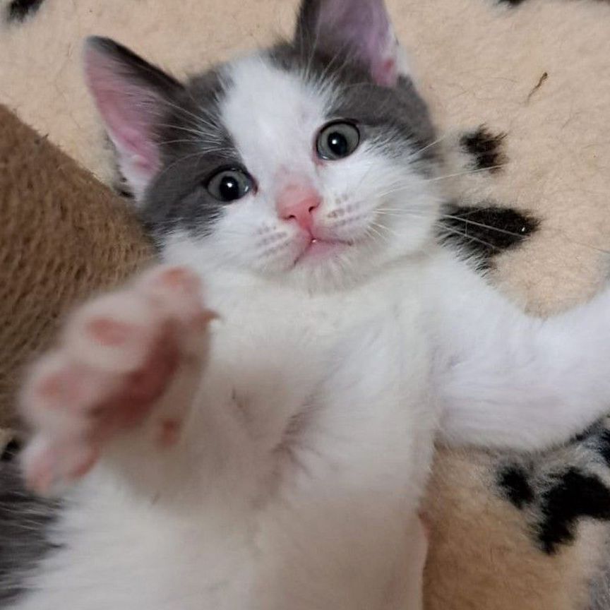 Котёнок в добрые руки