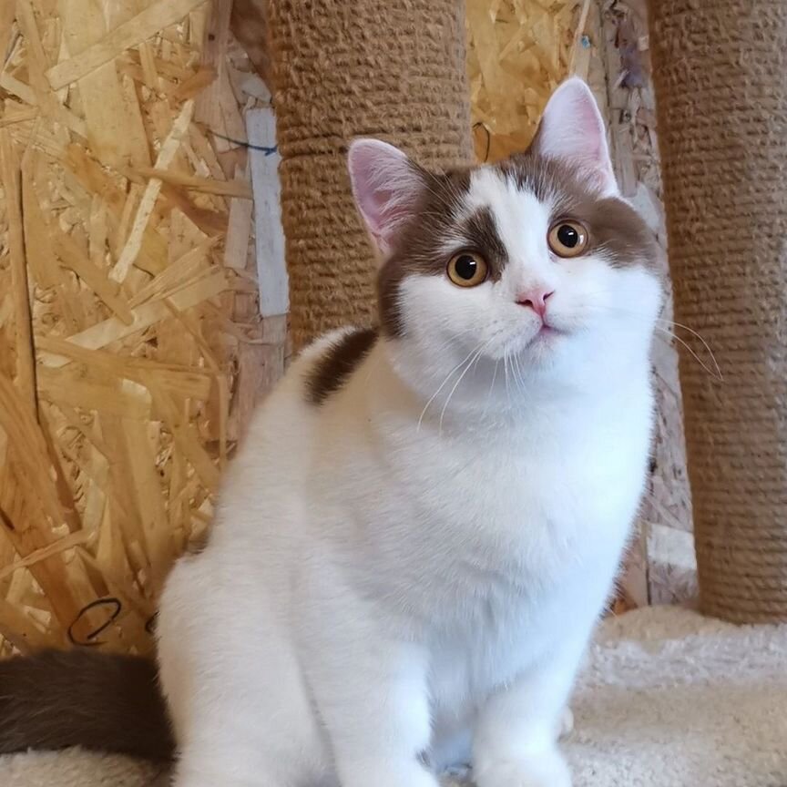 Британские котята