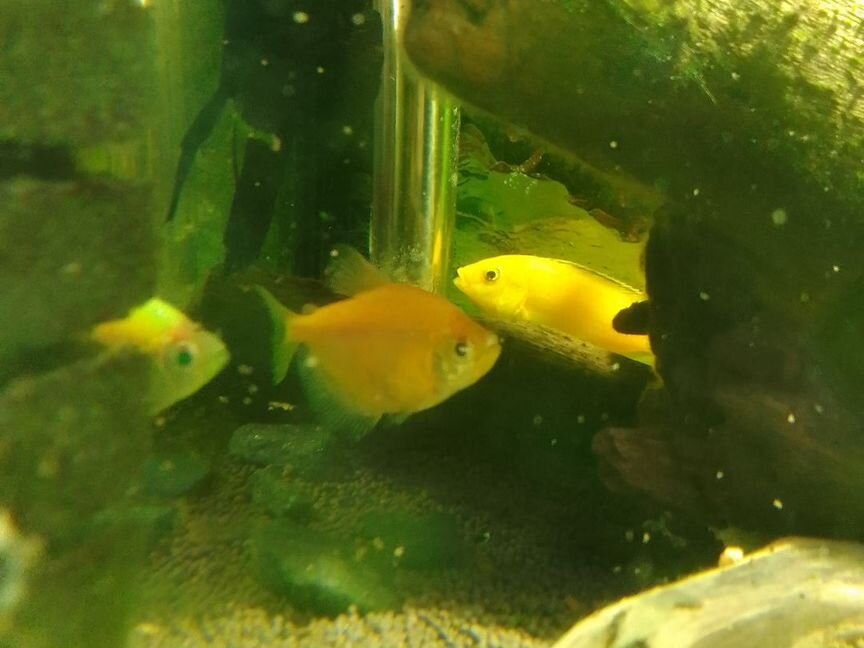 Рыбы в аквариум Тернеции