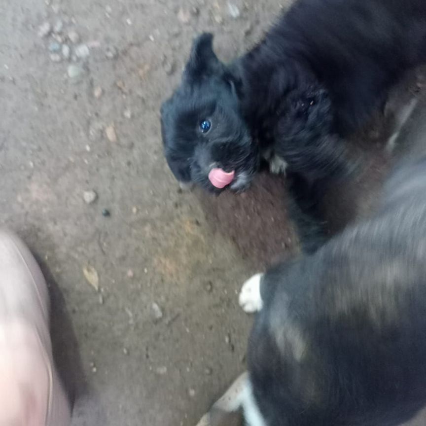 Щеночки кнопки нуждаются в спасении