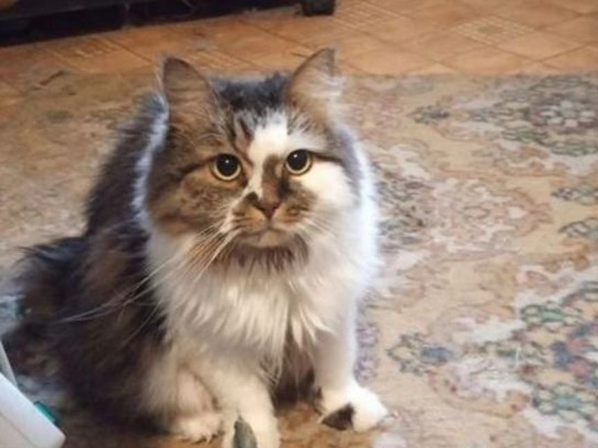 Ищем добрые ручки для кошечки