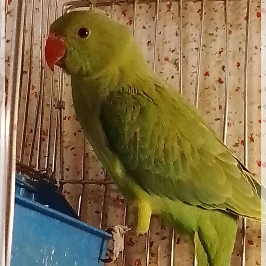 Ожереловый попугай птенец