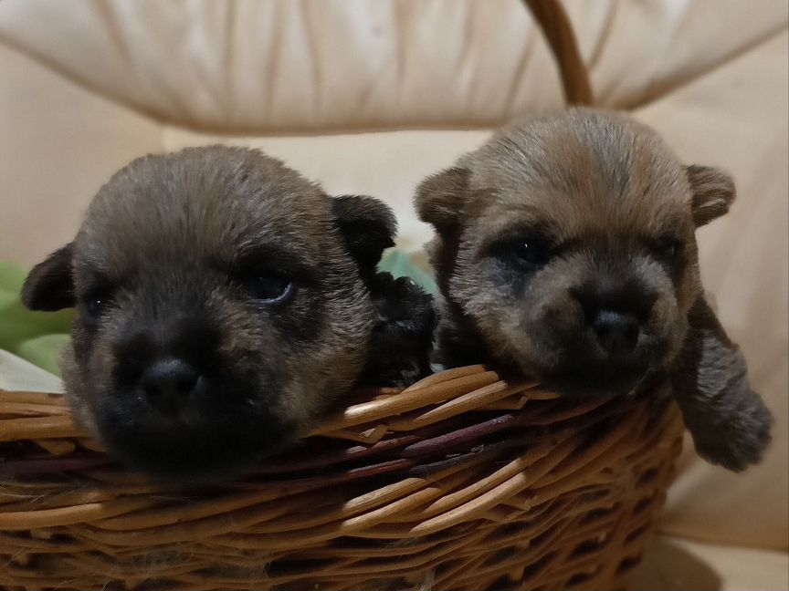 Щенки норвич терьера