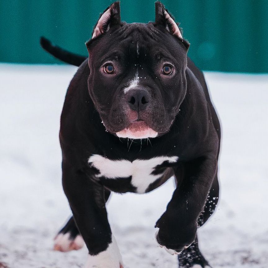 Американский булли, щенок