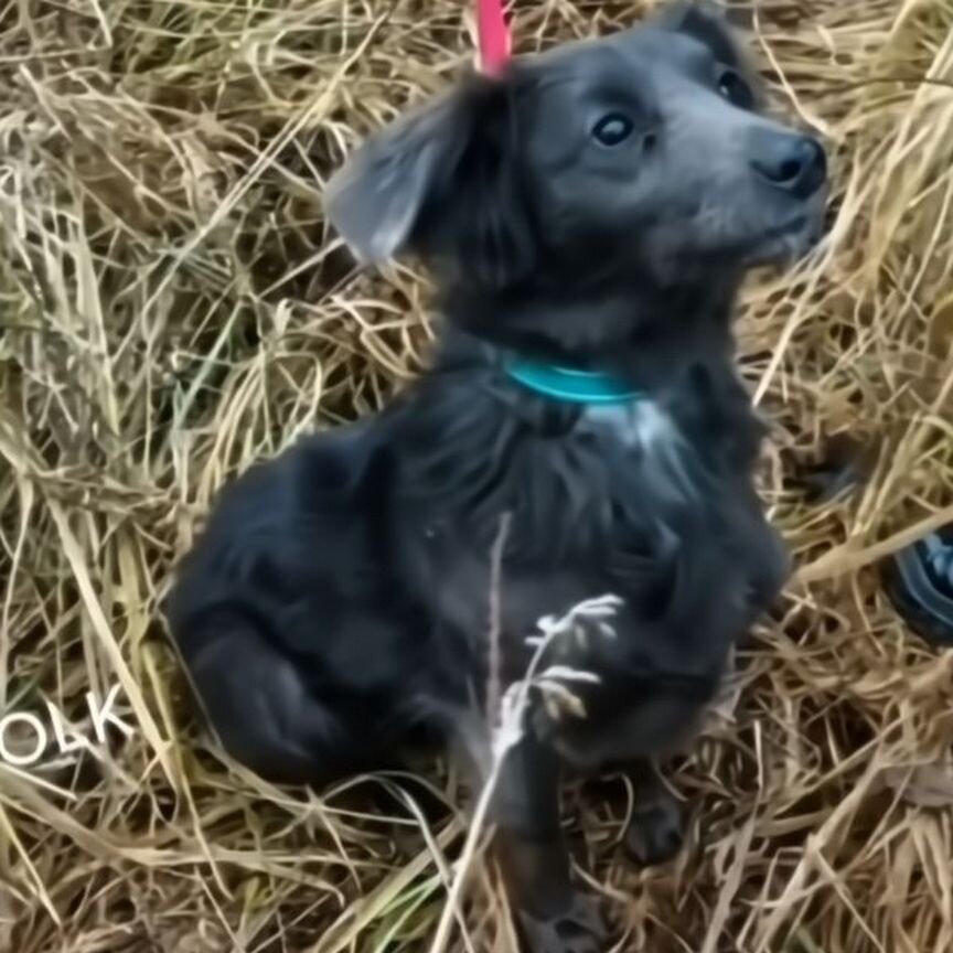 Взрослая собака в добрые руки