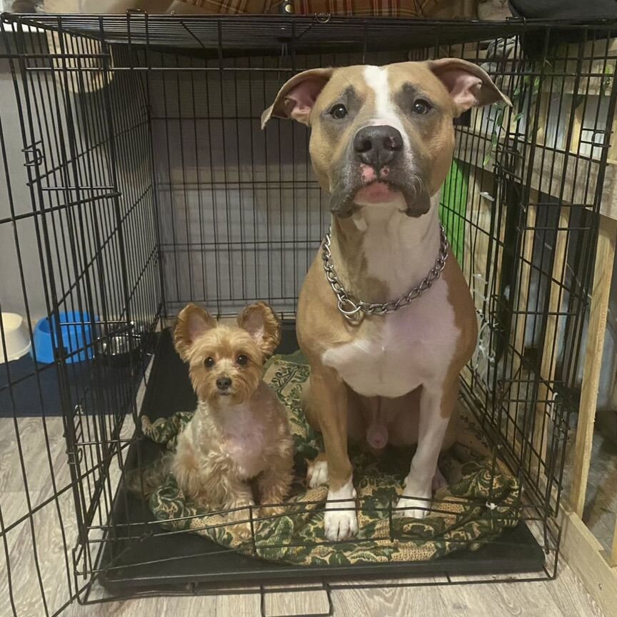 Клетка для собак 5