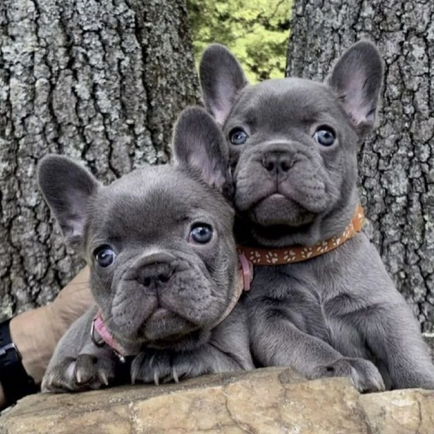 Французский бульдог