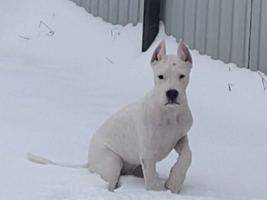 Аргентинский дог