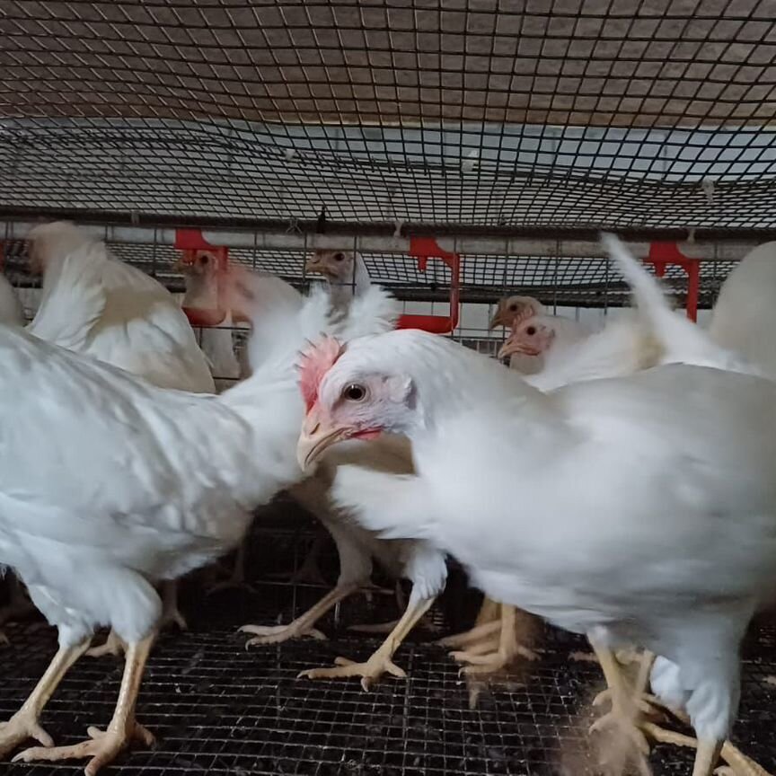 Куры молодки несушки породы легорн