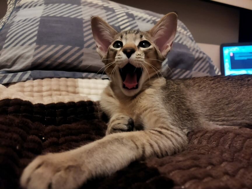 Ориентальная кошка