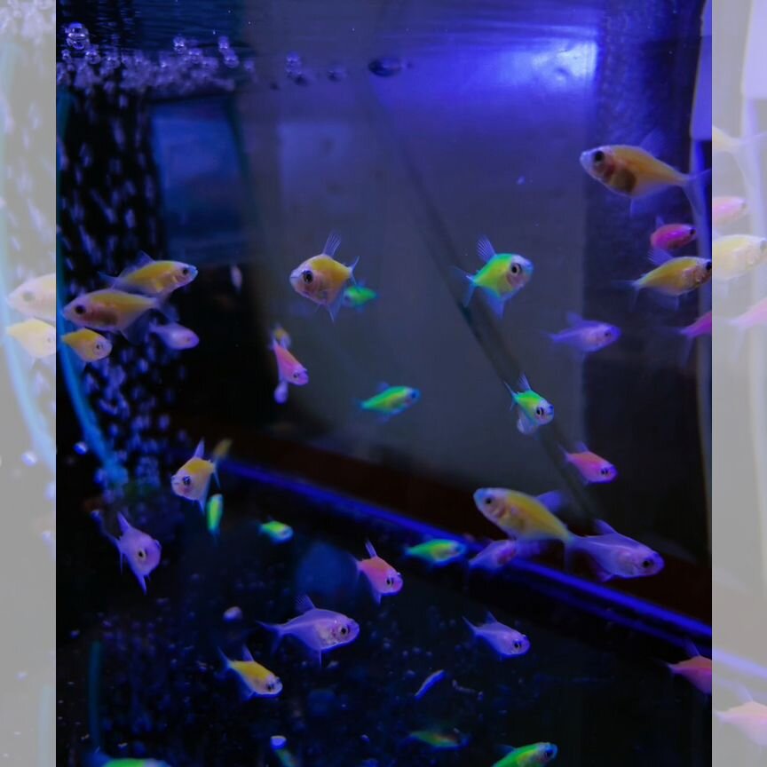 Аквариумные рыбки