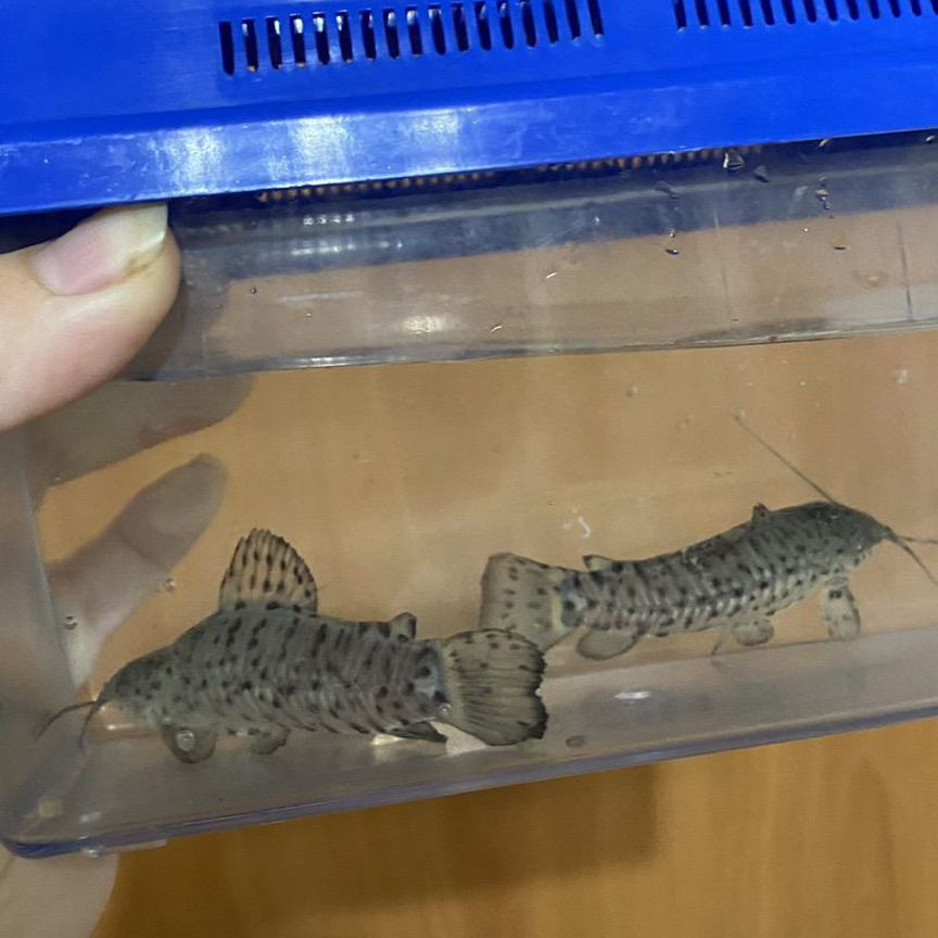 Аквариумные рыбки бесплатно