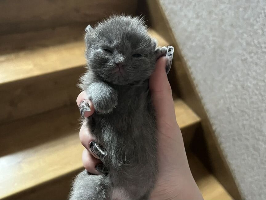 Котятки в добрые руки