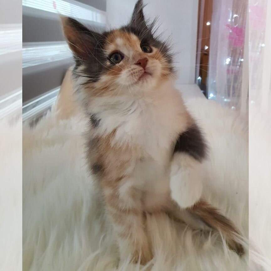Котята мейн-кун