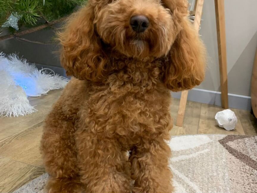 Red Braun пудель (кобель, вязка)