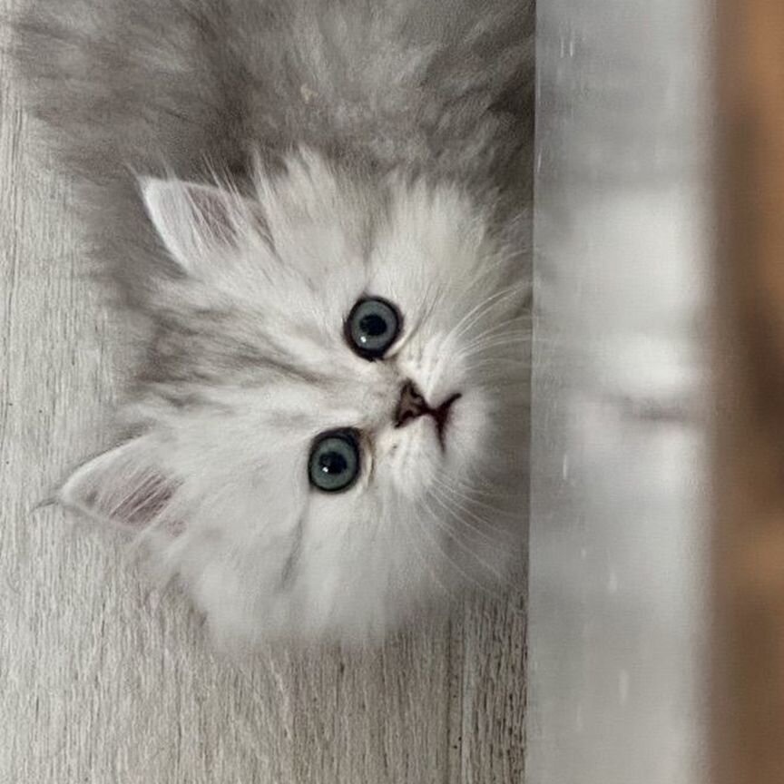 Кошечка персидской шиншиллы