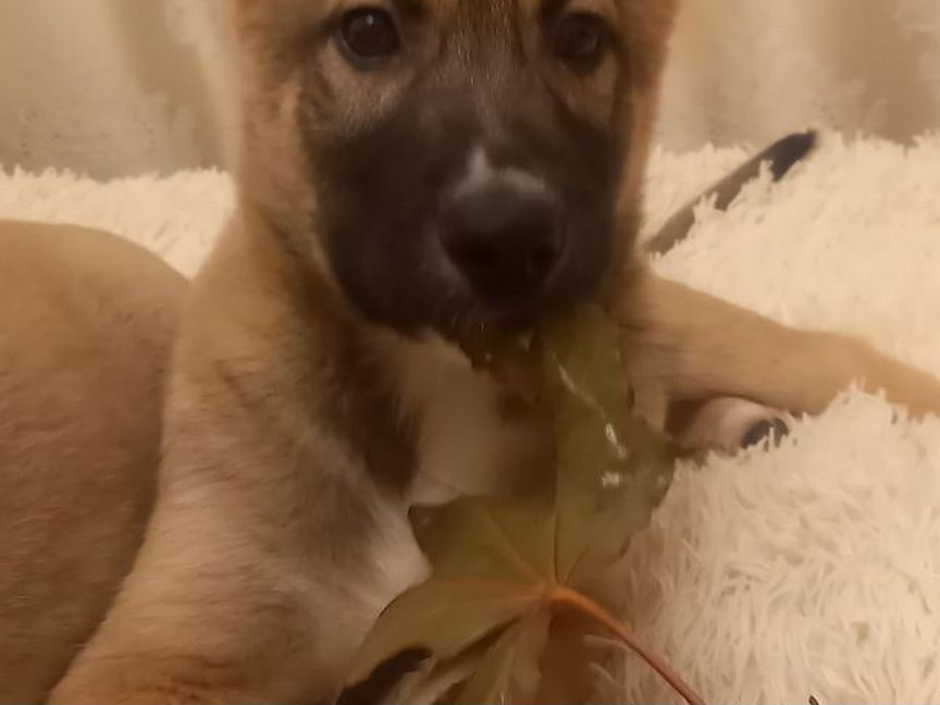 Щенки-бутузы в добрые руки