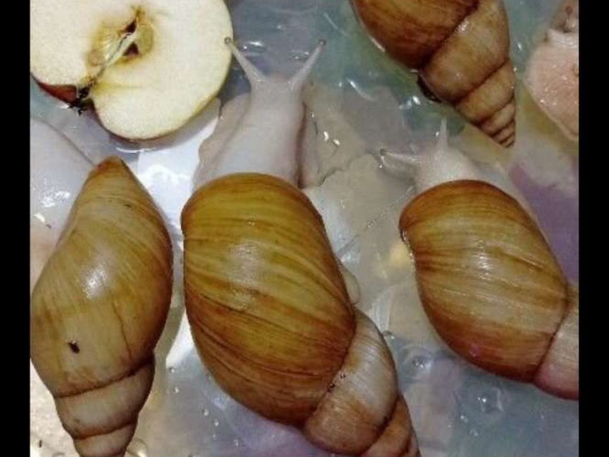 Улитки ахатины