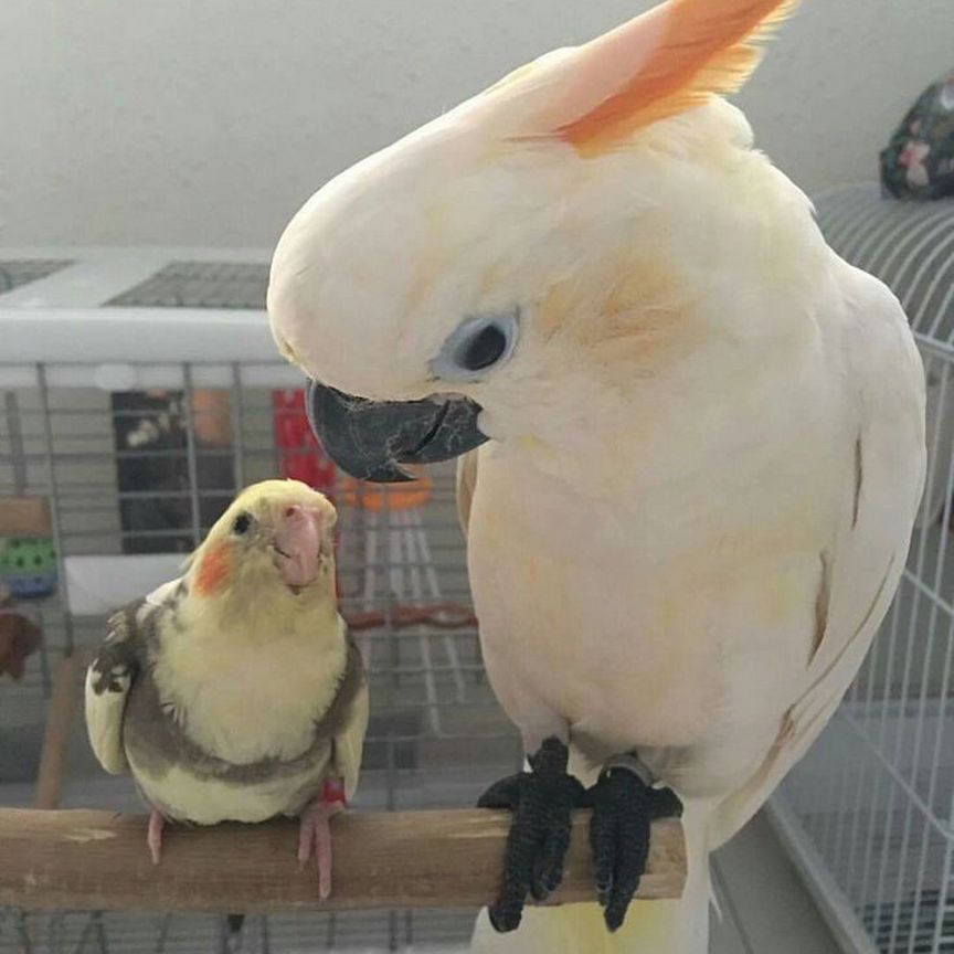 Попугай какаду