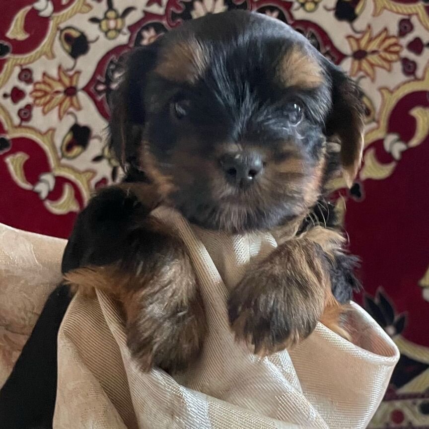 Йоркширский терьер, щенок