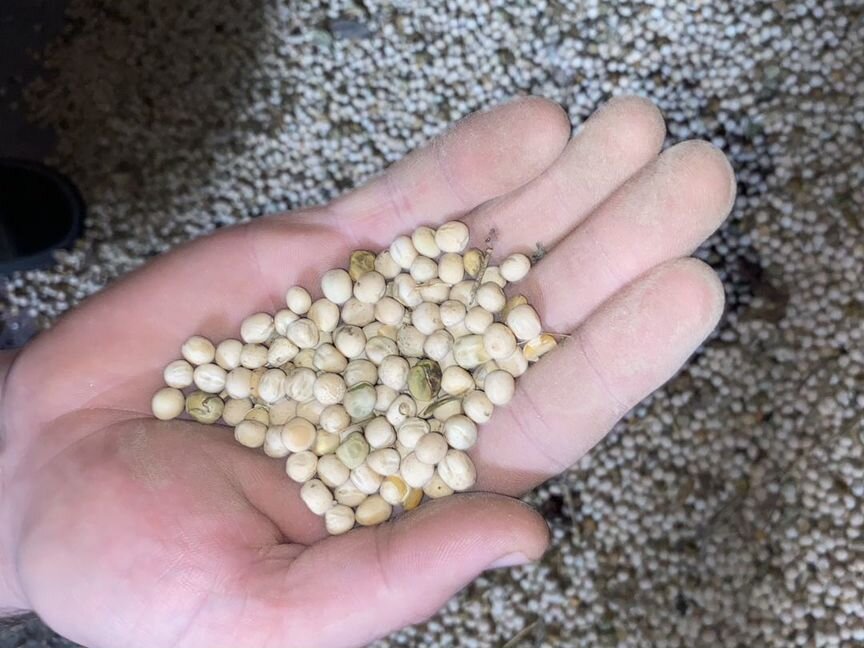 Горох кормовой