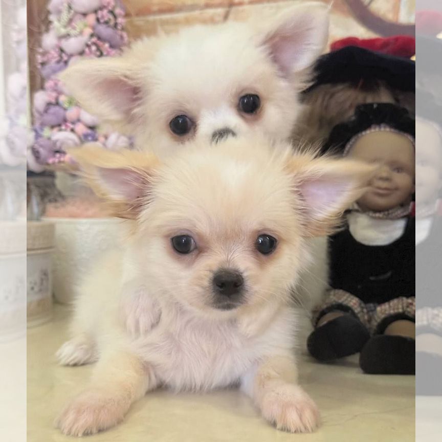 Чихуахуа, щенок