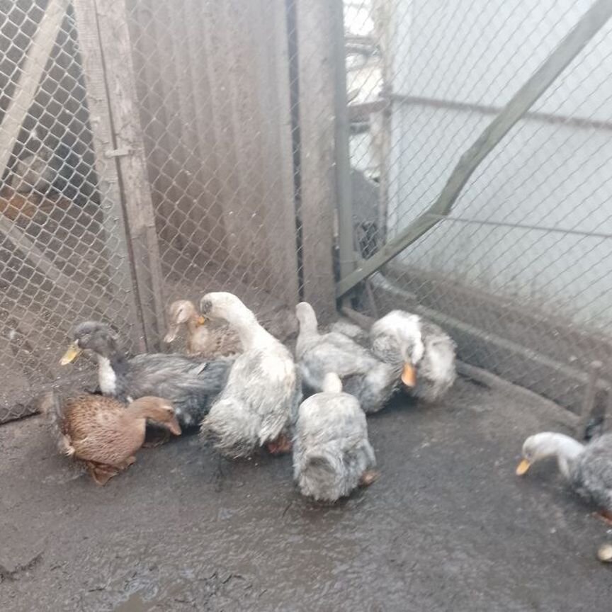 Инкубаторное яйцо утиное