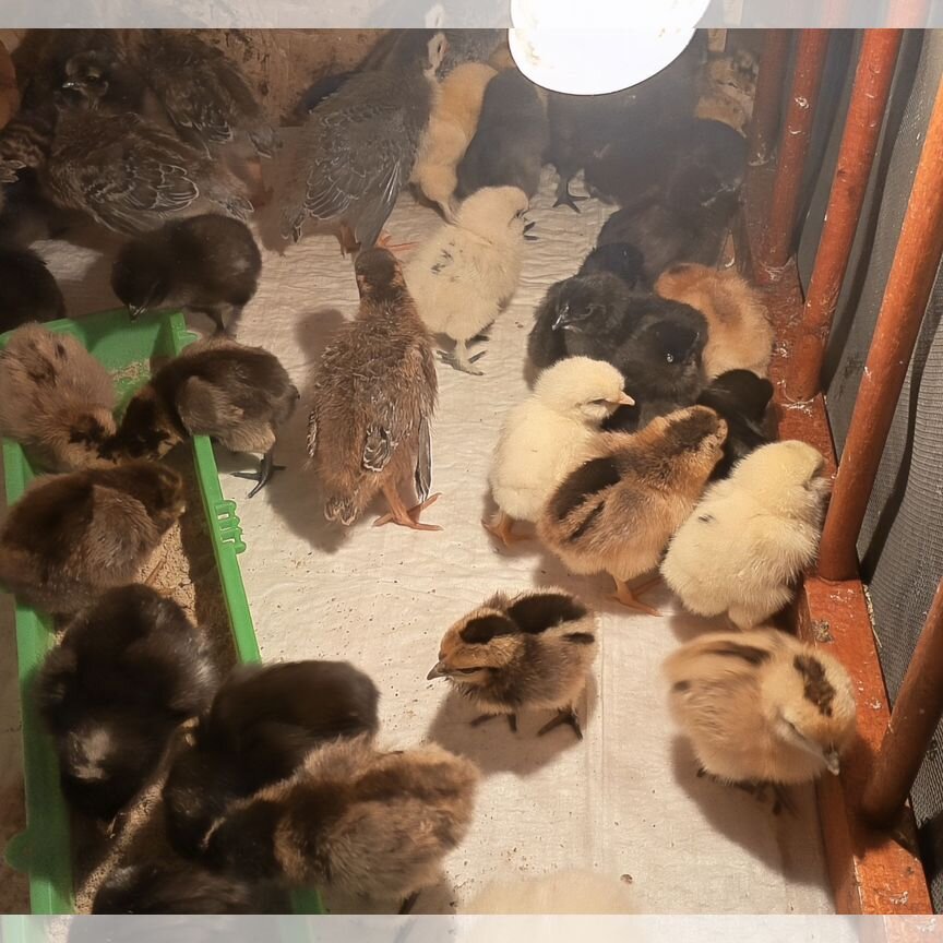 Продажа цыплят мясо яичной породы