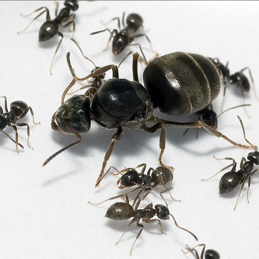 Муравьи lasius niger