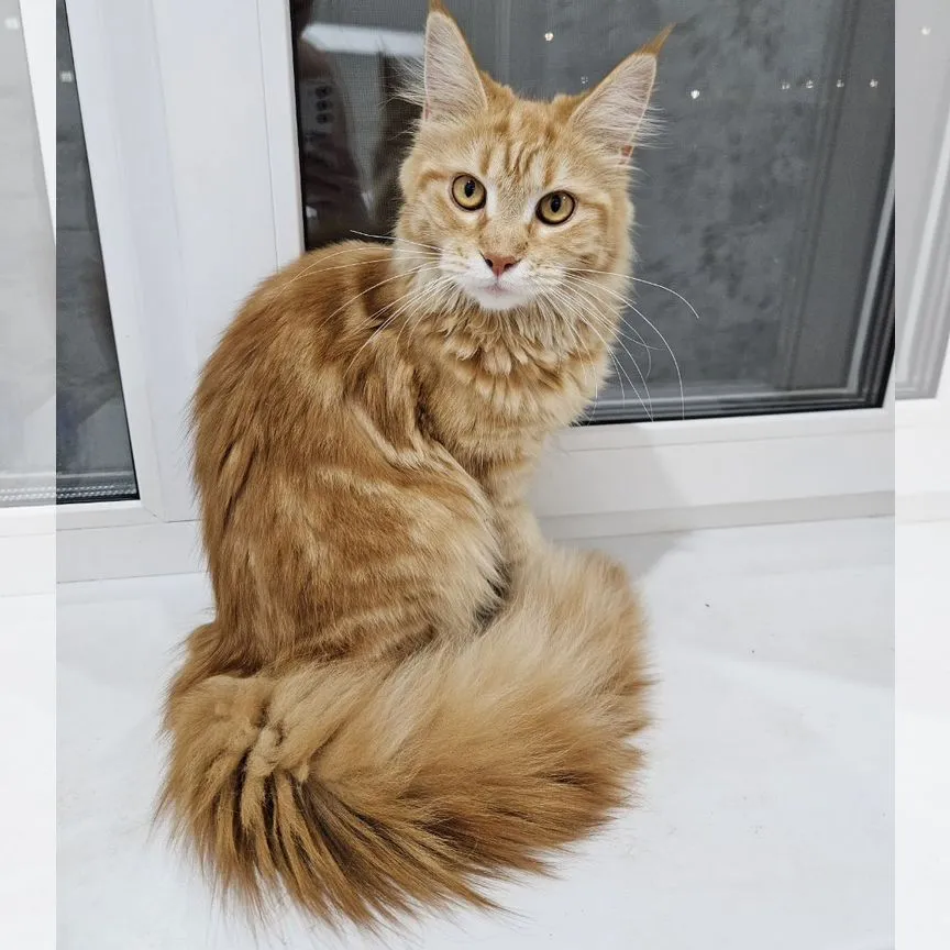 Продаётся кошка породы мейн-кун