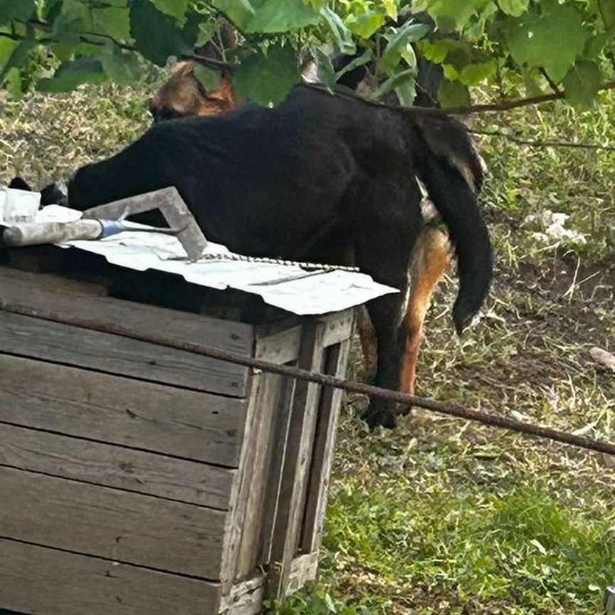 Щенки немецкой овчарки