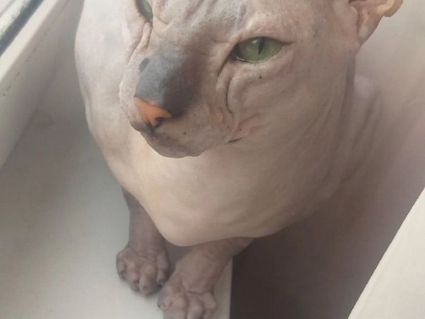 Кошки донской сфинкс