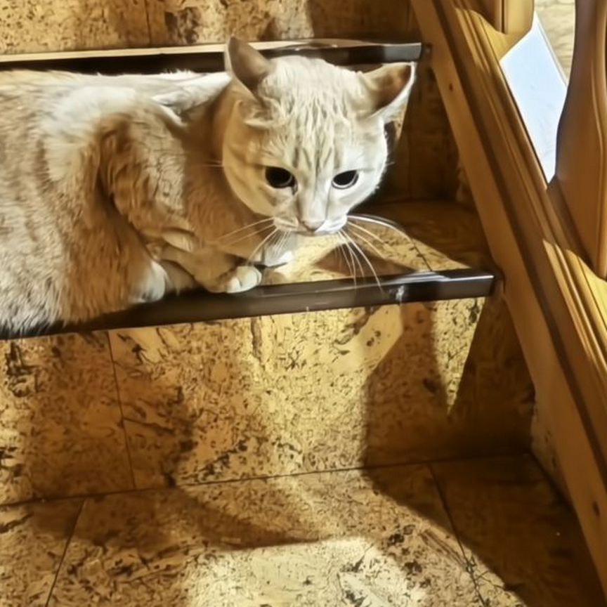 Взрослая, Девочка кошка в добрые руки