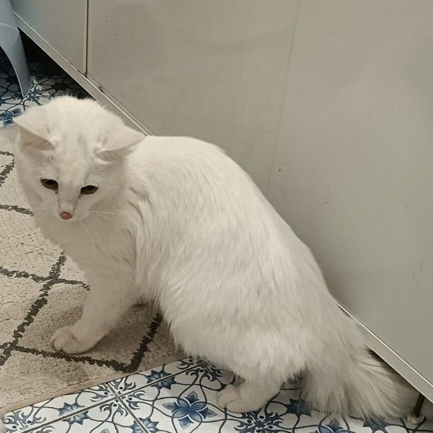 Взрослая, кошка в добрые руки