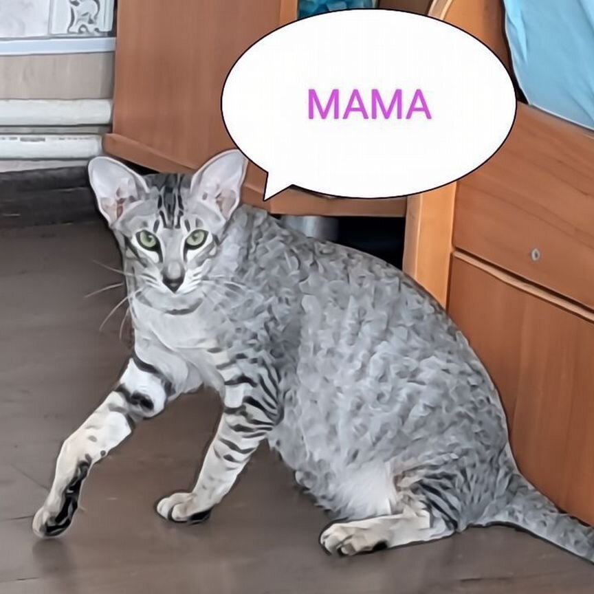 Ориентальный котёнок