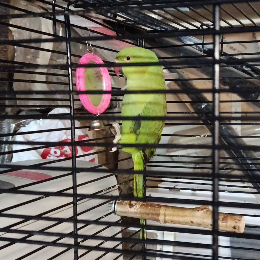 Ожереловый попугай