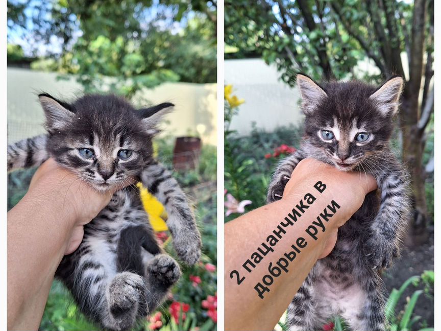 Котята в добрые руки,мальчики
