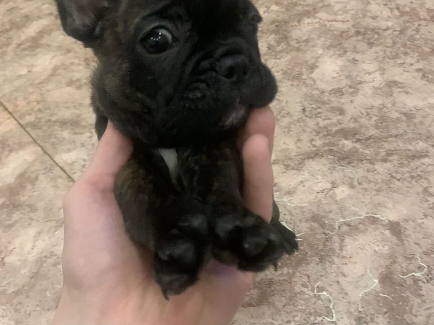 Продам французский бульдог торг