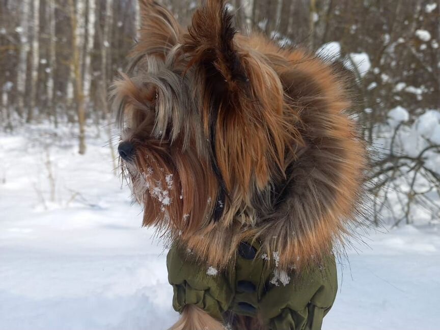 Йоркширский терьер миник Ищем девочку для вязки